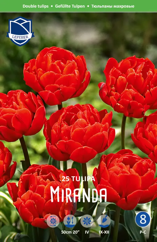 Túlipanar Miranda 50stk. - Húsasmiðjan